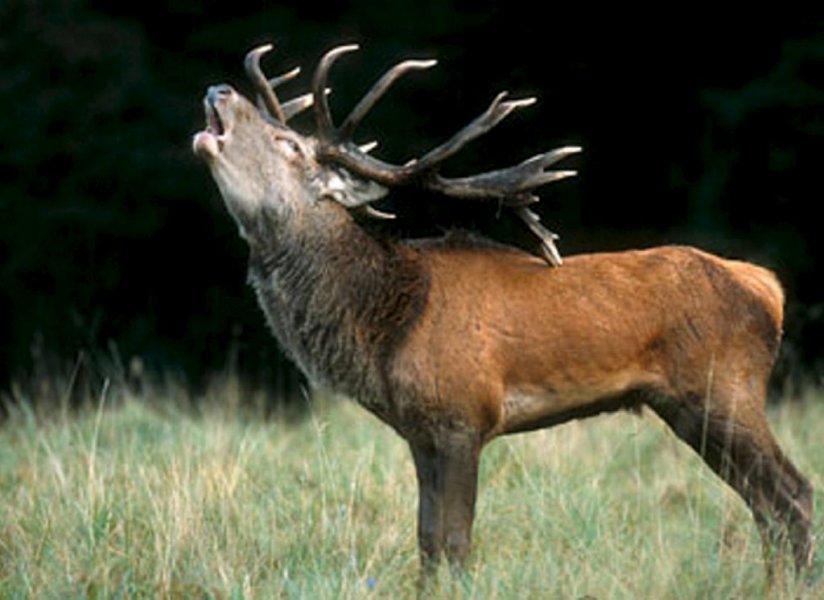 Itinéraire 14 - En Forêt, sur la piste du cerf - Sologne à Vélo